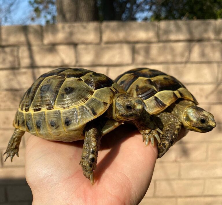 Ibera Greek tortoise or Testudo graeca ibera is hands down