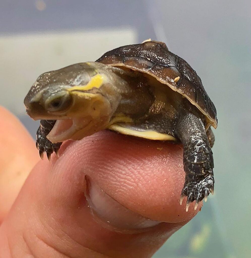 Chinese Box Turtle - Tortoise World