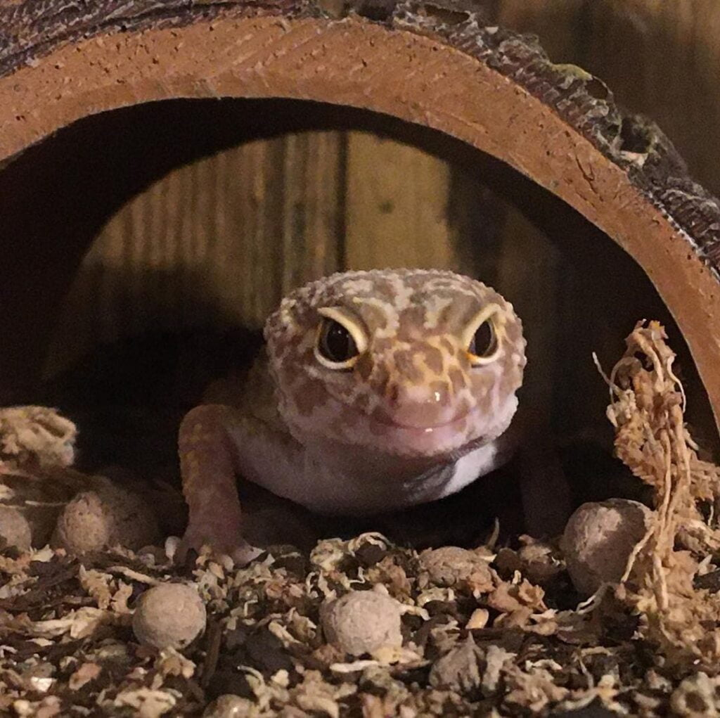 We have some gorgeous Chocolate Albino leopard geckos for sale