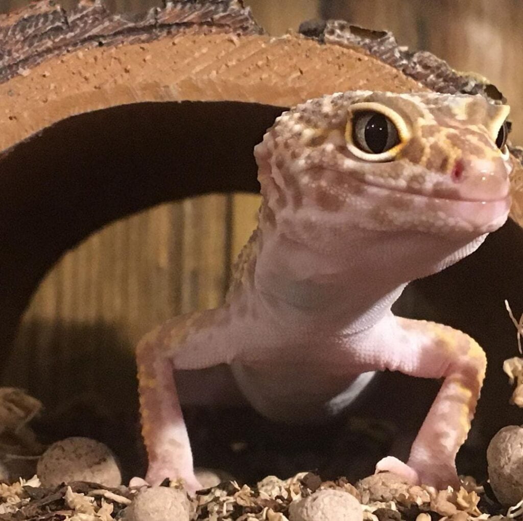 We have some gorgeous Chocolate Albino leopard geckos for sale