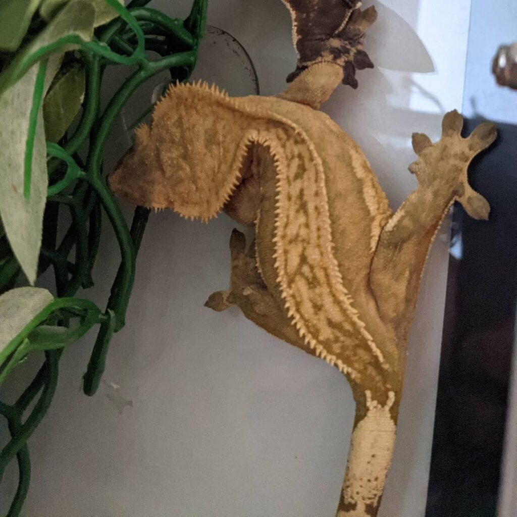 Tiger Pinstripe: These crested geckos will have a distinct pinstripe