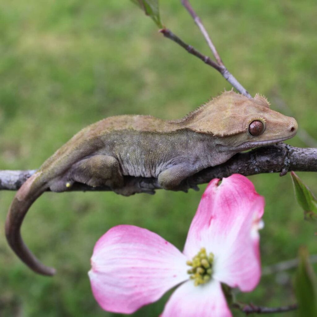 Bicolor Crested gecko: These geckos are usually patternless,