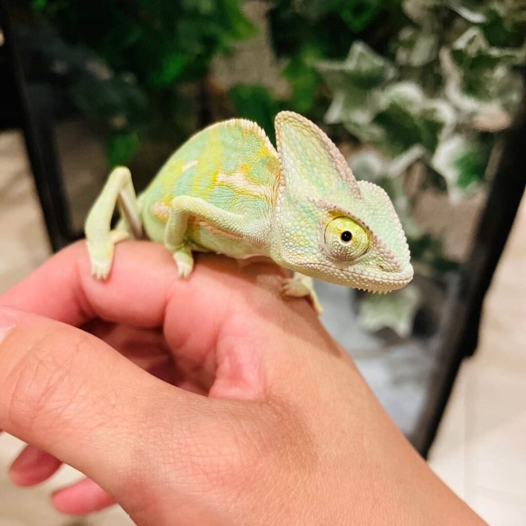 Designer Veiled chameleons for sale are the most colorful of all the ...