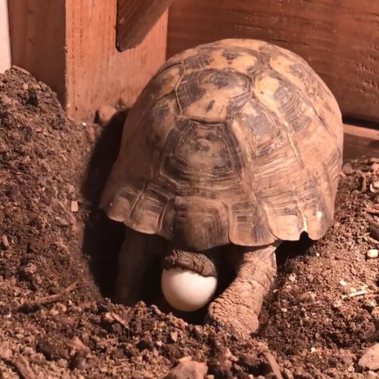Moroccan Greek Tortoise-We have some beautiful baby Moroccan