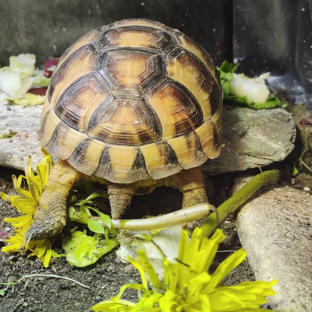 African Pancake tortoise for sale – We have some beautiful captive bred