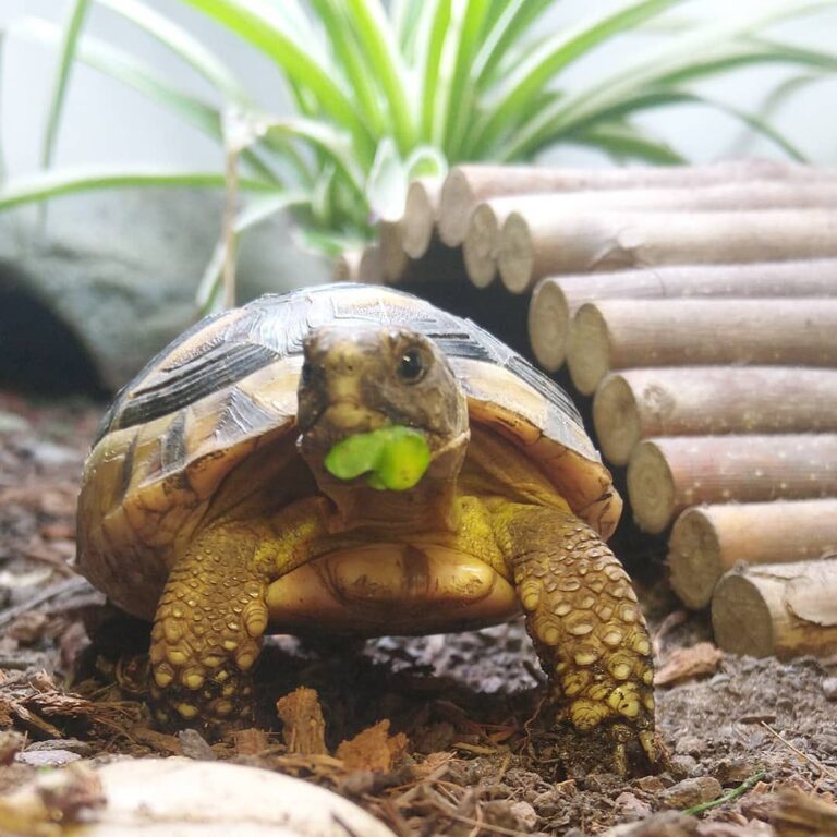 African Pancake Tortoise - Tortoise World
