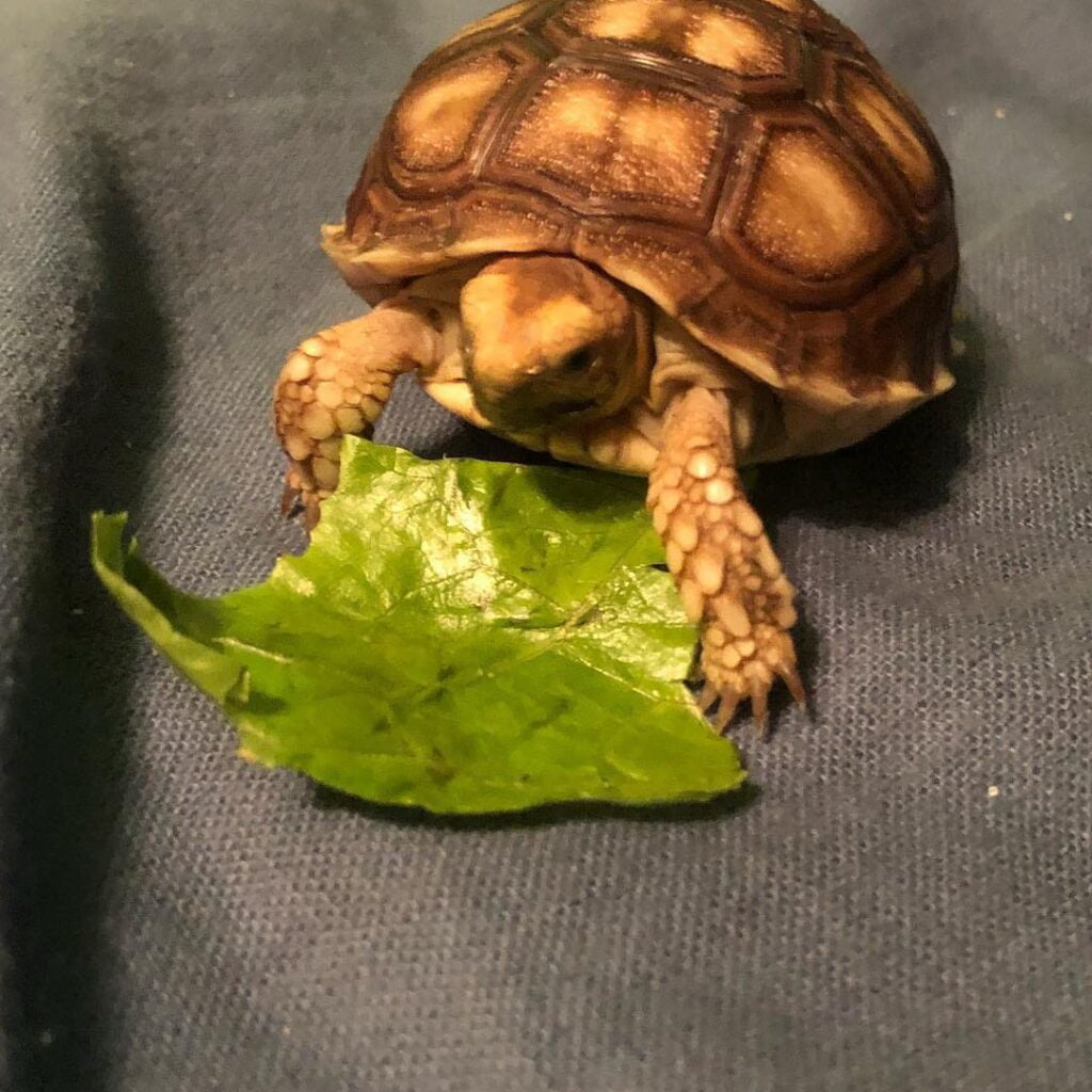 Pancake tortoise make fantastic pet tortoises for young