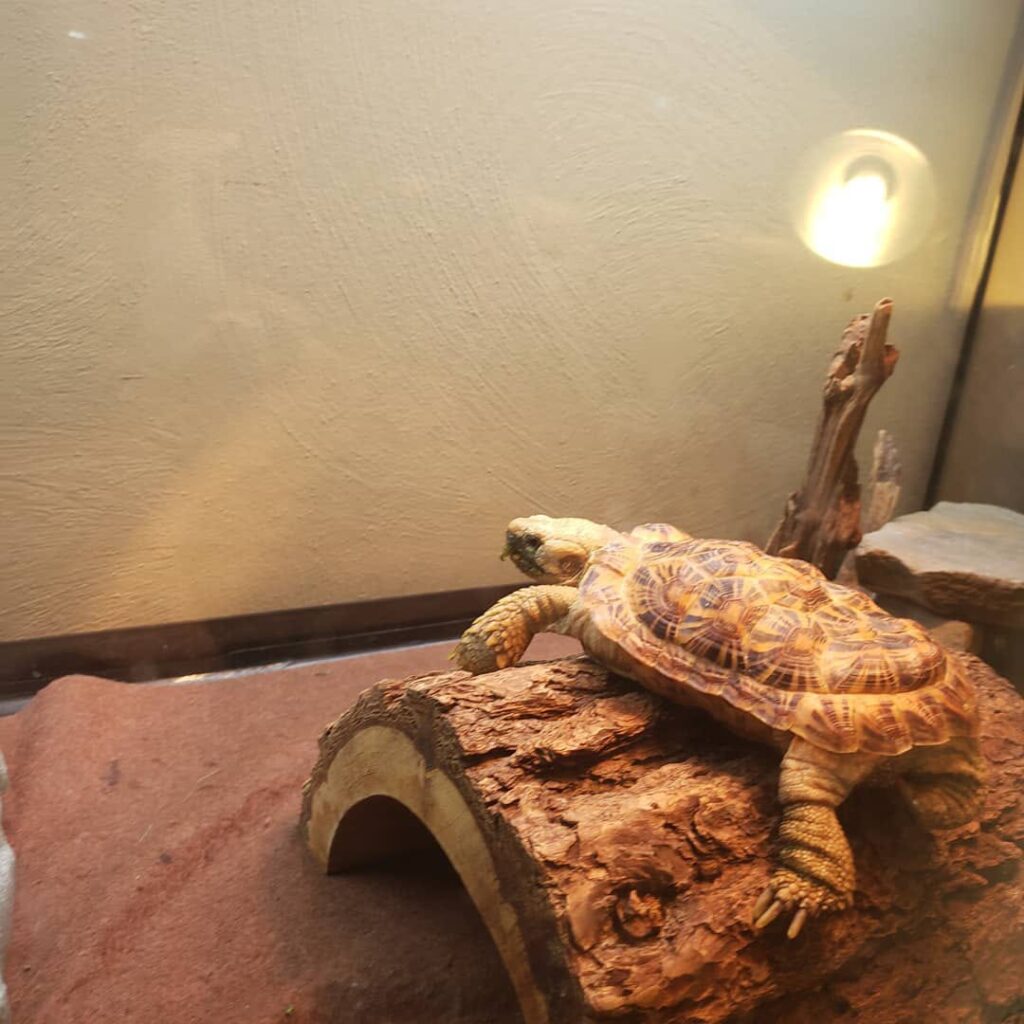 African Pancake tortoise for sale – We have some beautiful captive bred