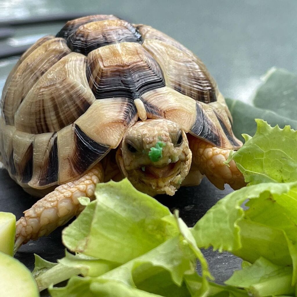 African Pancake Tortoise - Tortoise World