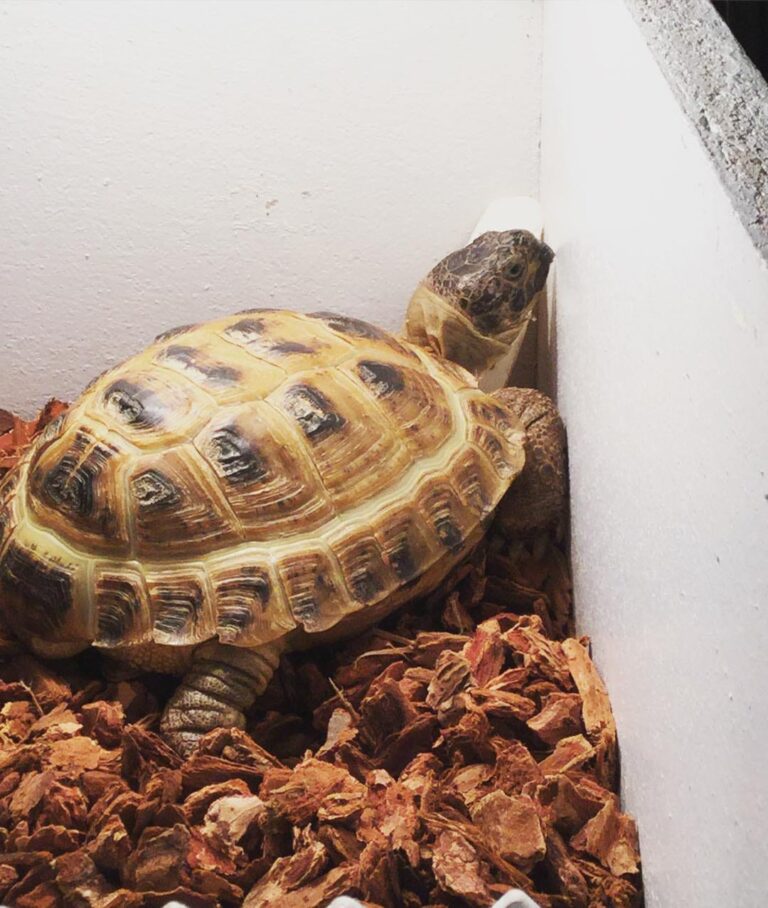 Russian tortoise is the easternmost of the five tortoises