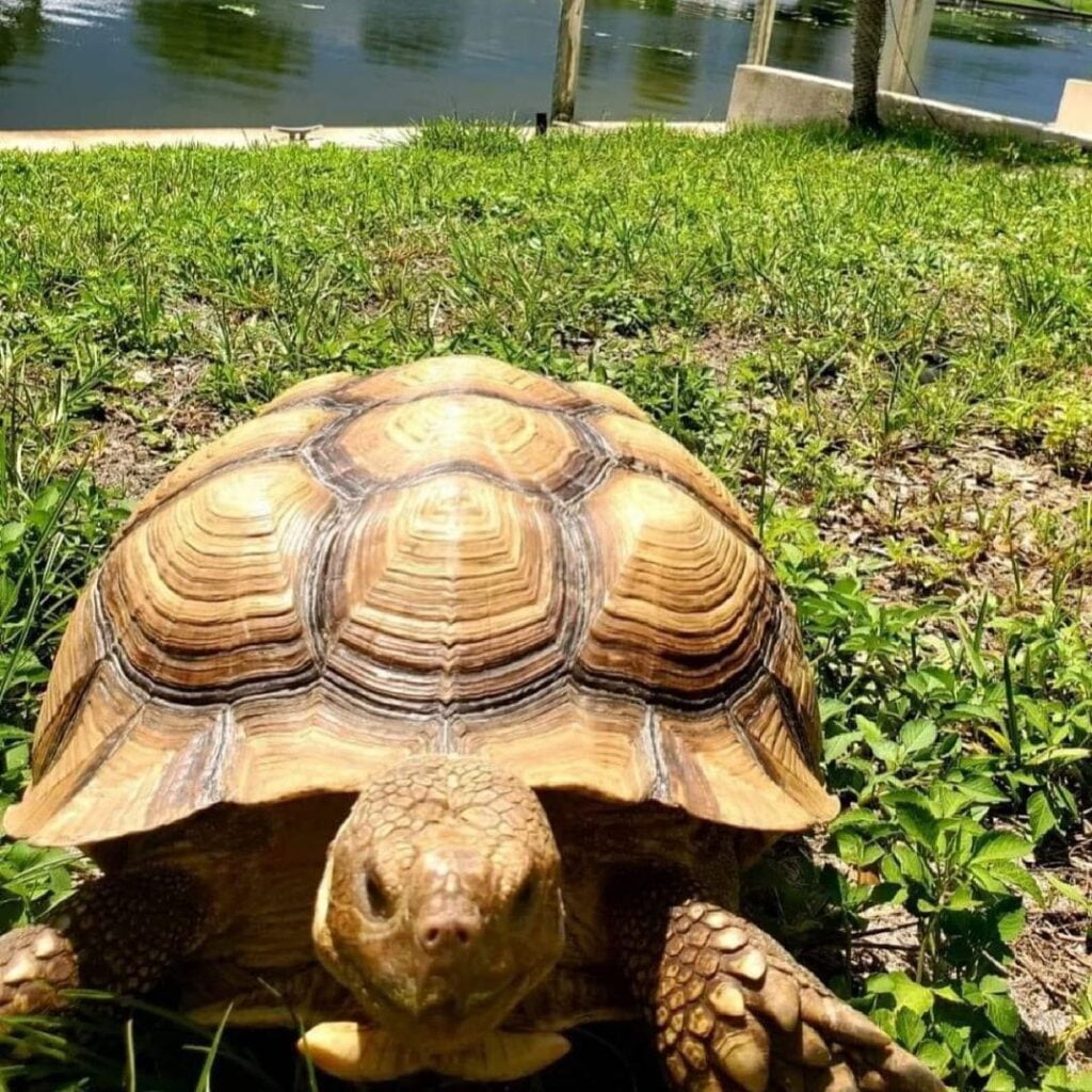 Sulcata tortoises (Geochelone sulcata) are also known