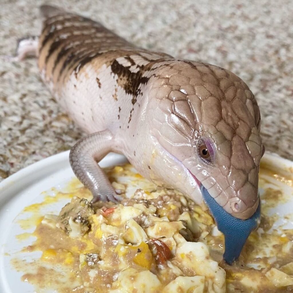 Hyper melanistic blue tongues are the result of a colour mutation